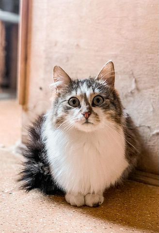 Кот Чивас и Вилли в добрые руки в дар