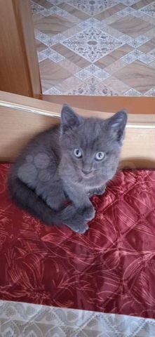 Русская голубая и метис сибирской кошки ищут себе