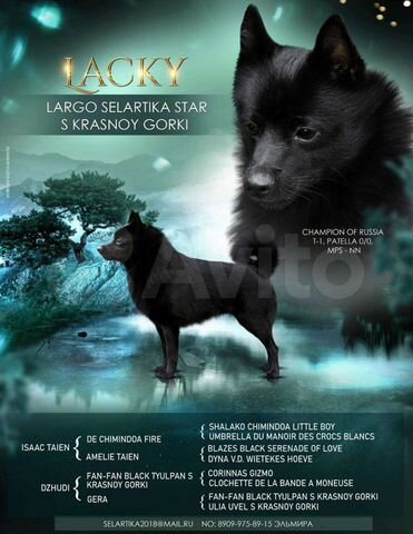 Кобель Шипперке для вязки