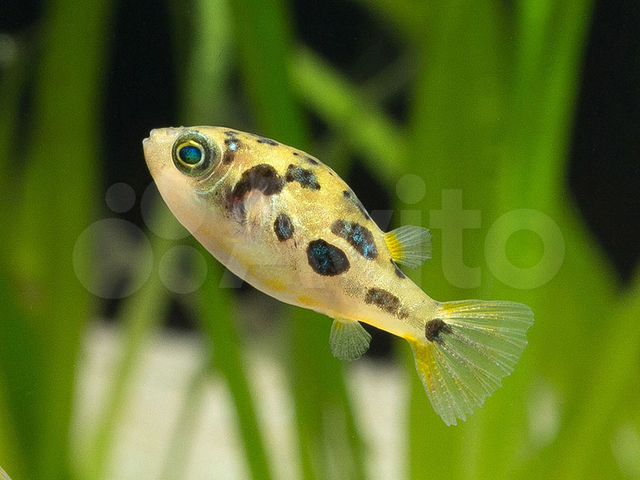 Тетрадон желтый карликовый