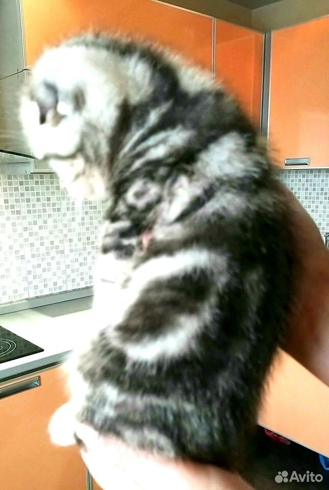 Супер котята,мрамор и пятно на серебре