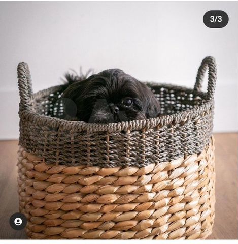 Черный домовенок