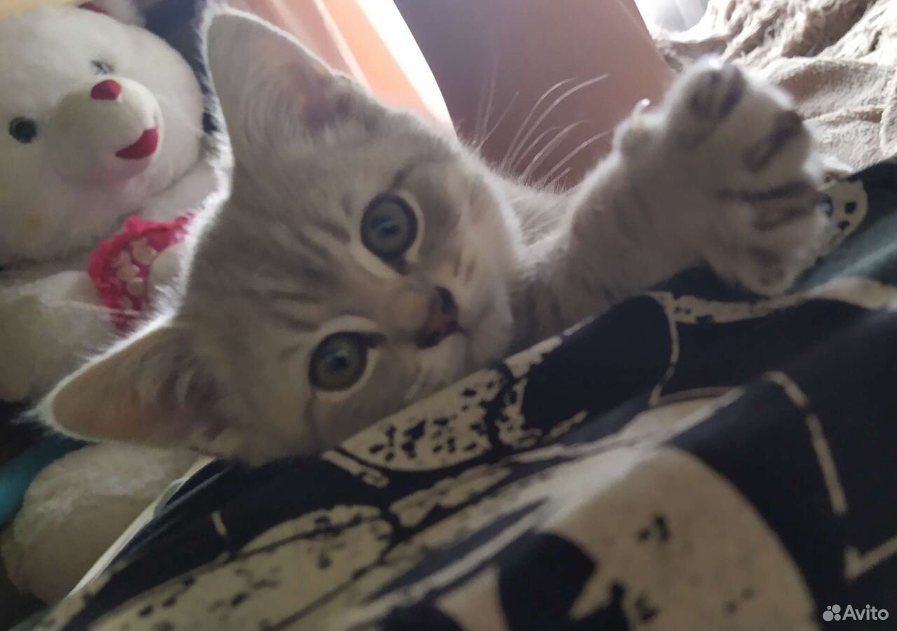 Котенок