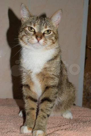 Кошечка Софья 1,5 года