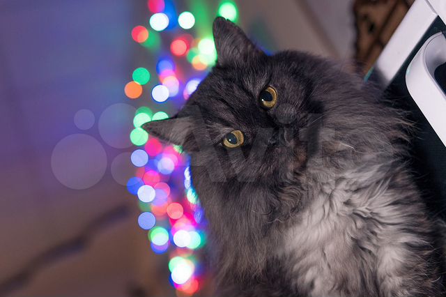 Кошка Пена
