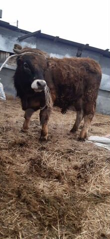 Бык на племя(обрак)