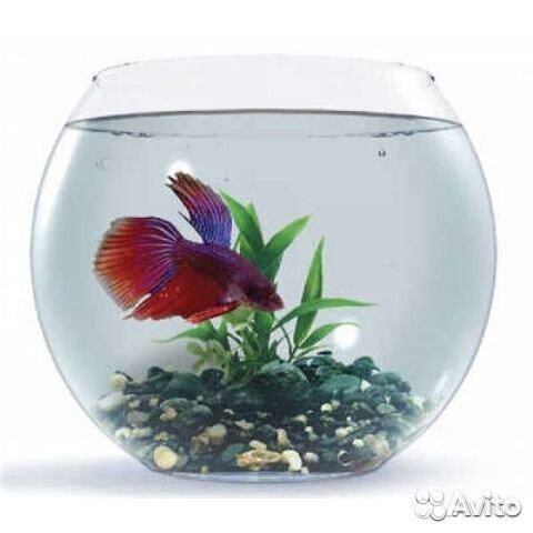 Аквариум с рыбкой Петушок, подарочный