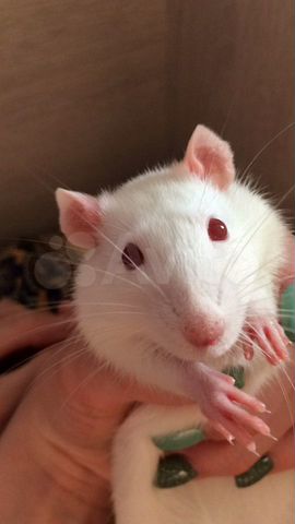 Домашние животные