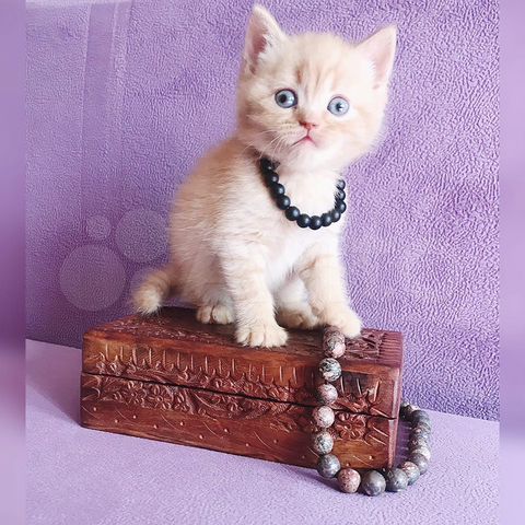 Британские котята