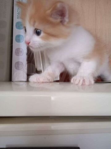 Котегок в добрые руки