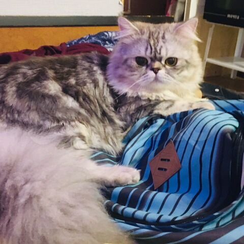 Кот на вязку