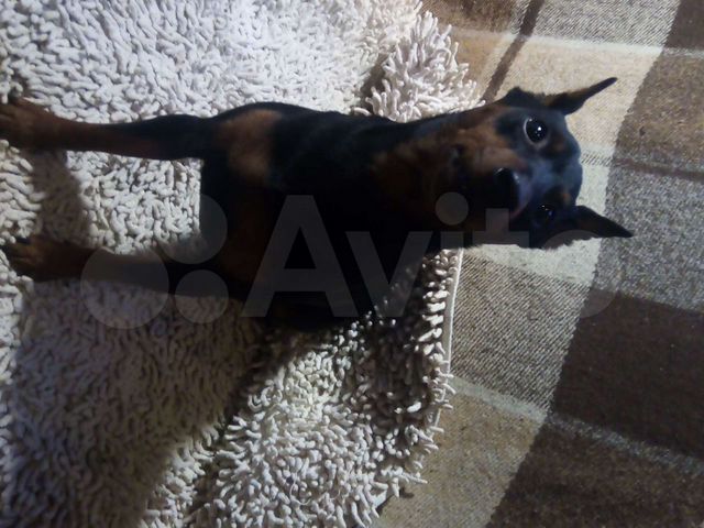 Вязка цвергпинчер