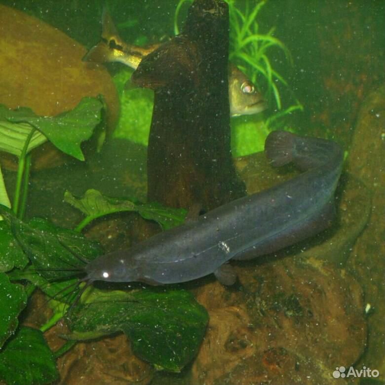 Аквариумные рыбки