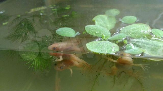 Шпорцевая лягушка