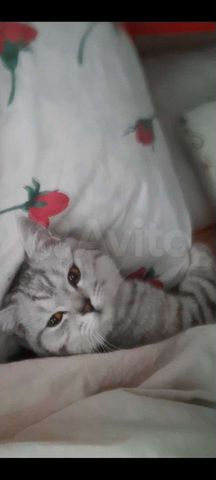 Британский кот на вязку