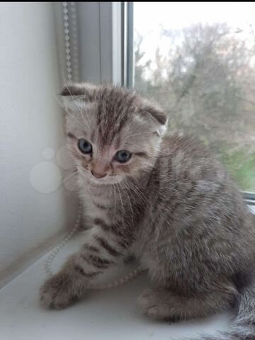 Шотландский вислоухий котёнок, мальчик 1,5 месяца