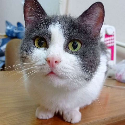 Ласковый кот В добрые руки