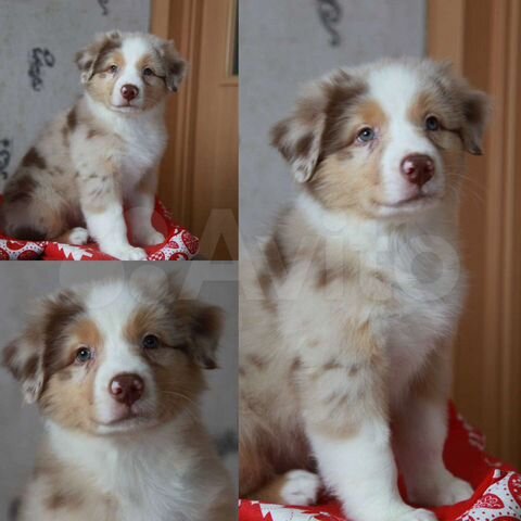 Мальчик аусси, красный мрамор