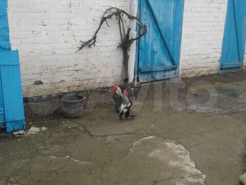 Карликовые петухи