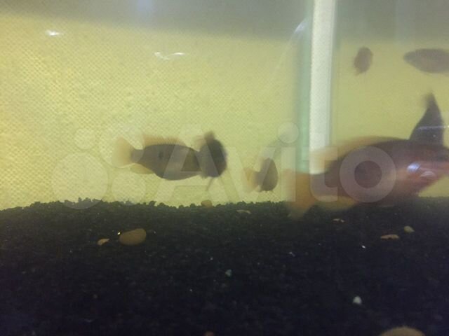 Аквариумные рыбки цихлиды