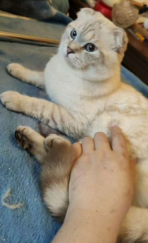 Шотландский кот на вязку