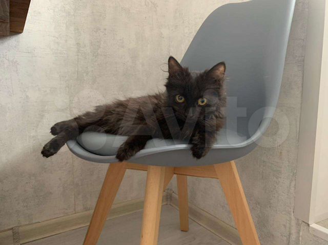 Жгучий брюнет Лаки ищет дом