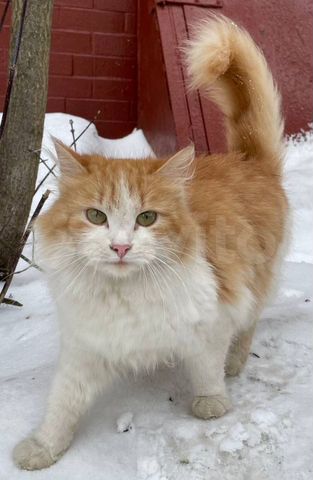 Кот Снежок ищет свой дом