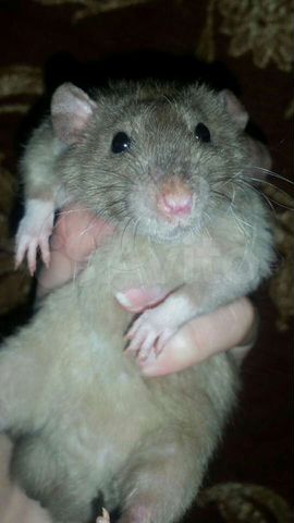 Плюшевые крысята