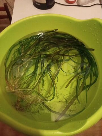 Валлиснерия гигантская бесплатно