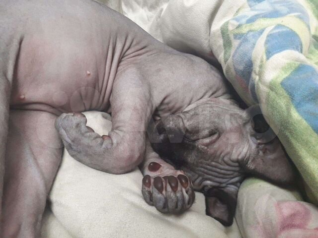 Донской сфинкс