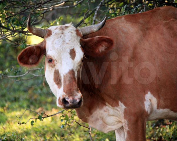 Продаётся стельная телка