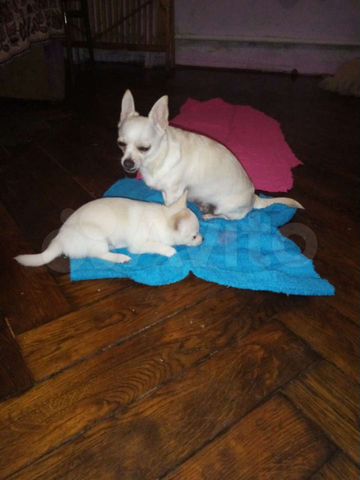 Щенок чиахуа мальчик 2месяца и 11 дней привиты про