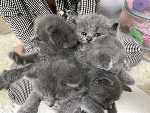 Британские котята клубные