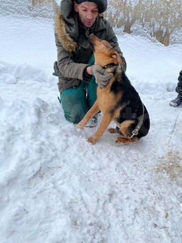 Щеночек ищет любящих мам-пап