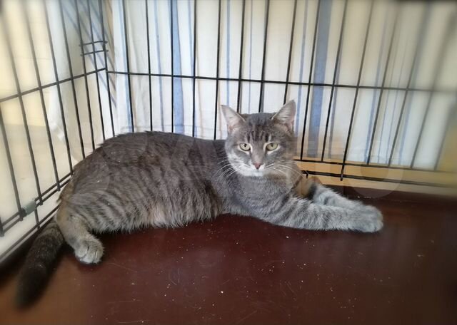 Мусильда в надежные руки