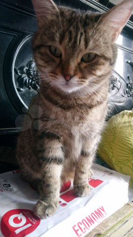Оцикет кошка в дар в дар 1 год