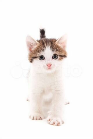 Нежная 1.5мес. кошечка