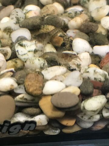 Мраморные раки мальки