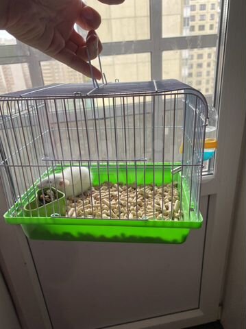 Крыса дамбо с клеткой