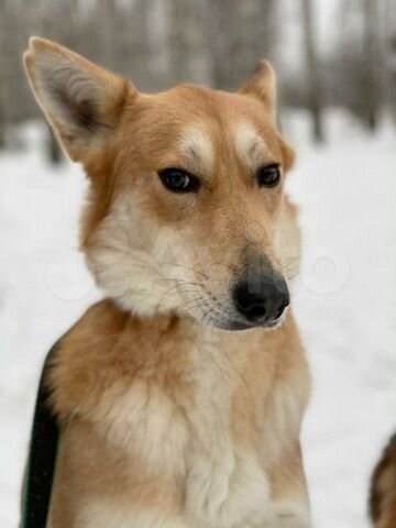 Собака лисичка ищет дом и хозяина из приюта