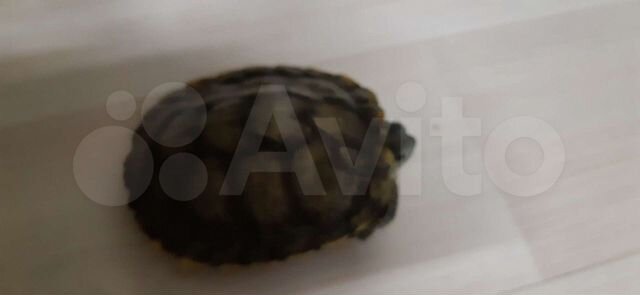 Красноухая черепаха