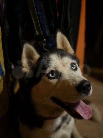 Команда помощи отдает хаски бесплатно