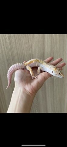 Эублефар самец