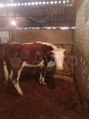 Тёлки и свиньи на мясо