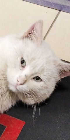 Найден котик ласковый-похож турецкая ангора