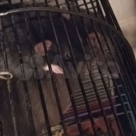 Крыса дамбо с клеткой бесплатно