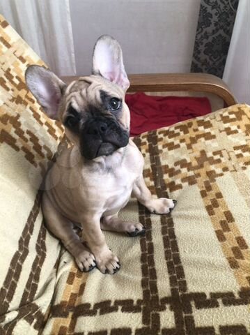 Французский бульдог