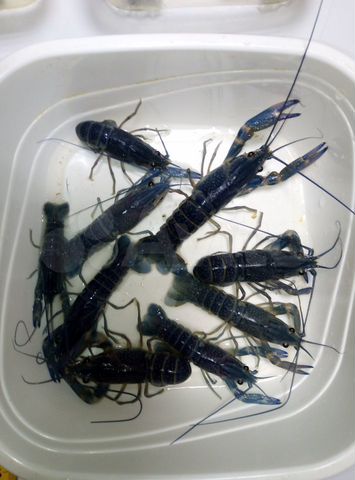 Аккр. Австралийский красноклешневый рак