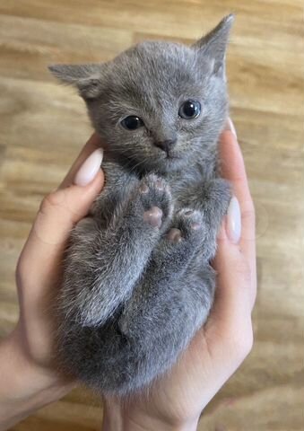 Британские котята