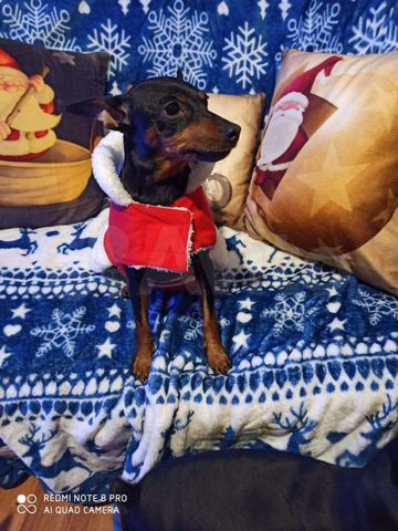 Цвергпинчер